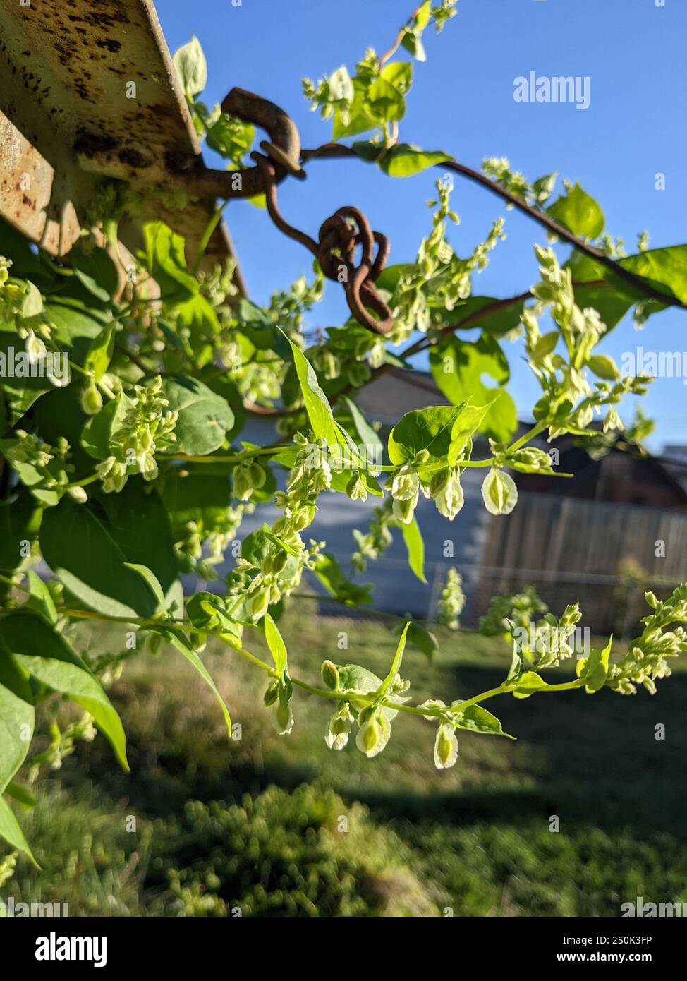 climbing false buckwheat (Fallopia scandens Stock Photo - Alamy