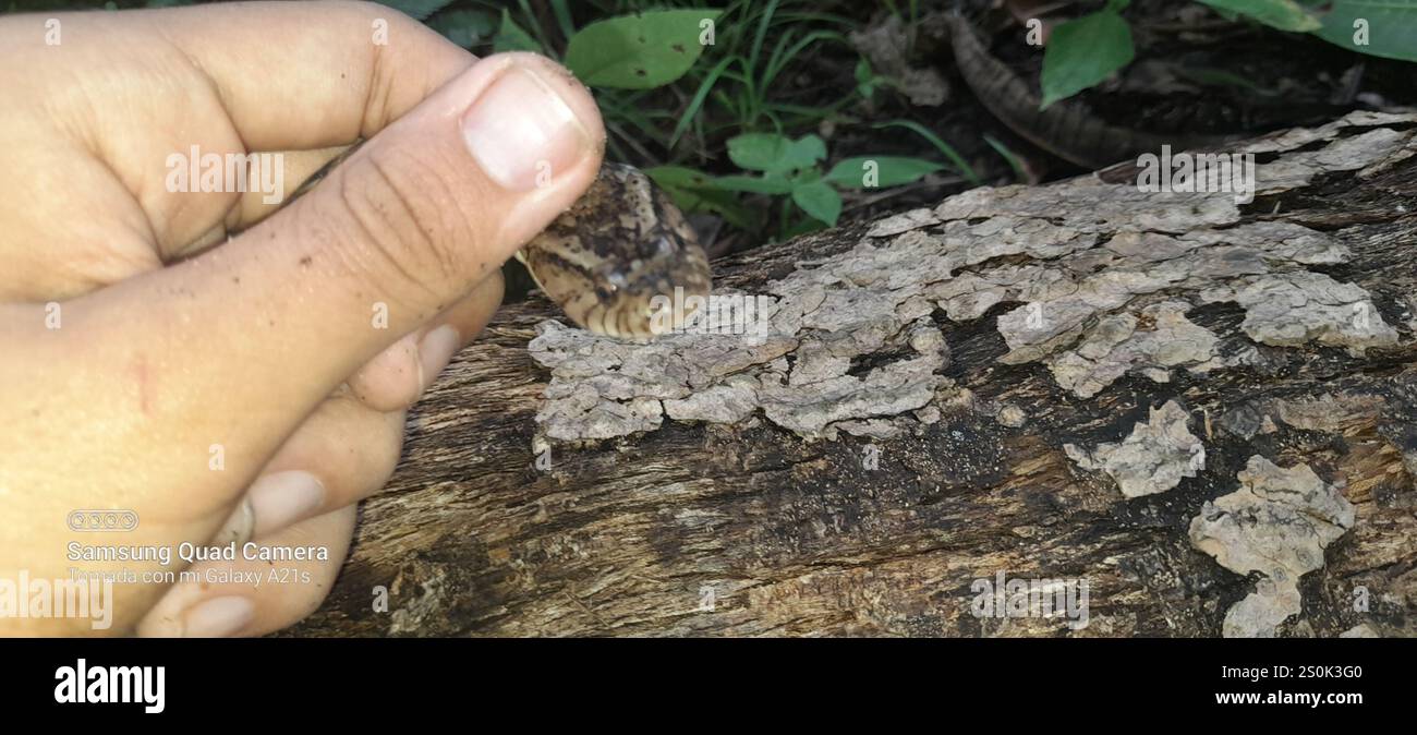 False Fer-de-lance (Xenodon rabdocephalus Stock Photo - Alamy