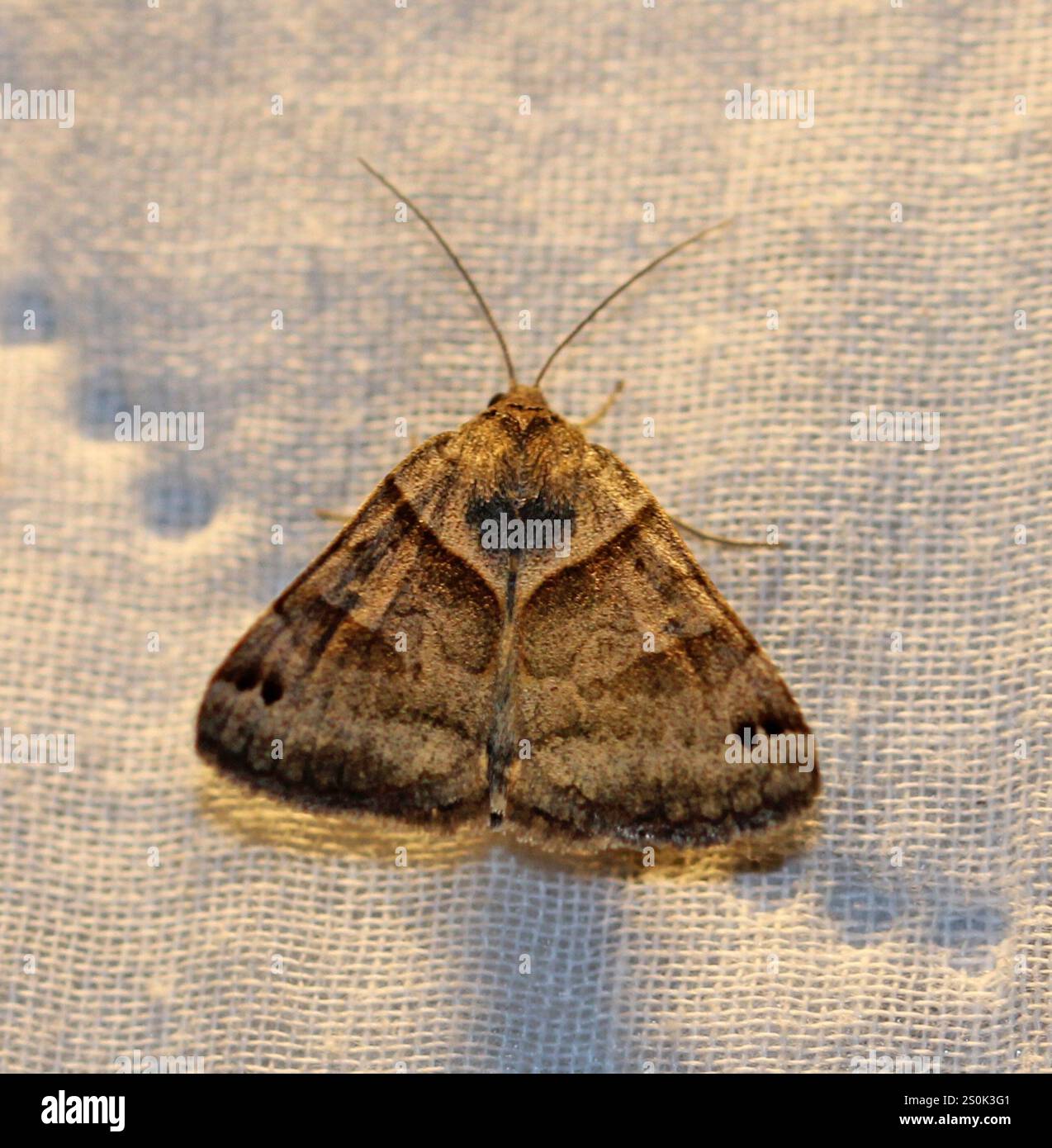 Clover Looper Moth (Caenurgina crassiuscula Stock Photo - Alamy