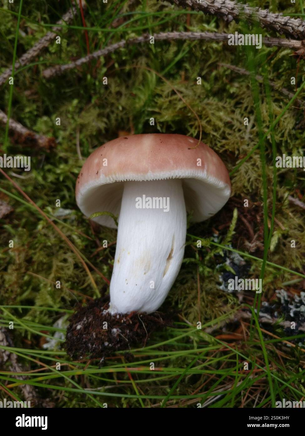 The Flirt (Russula vesca Stock Photo - Alamy