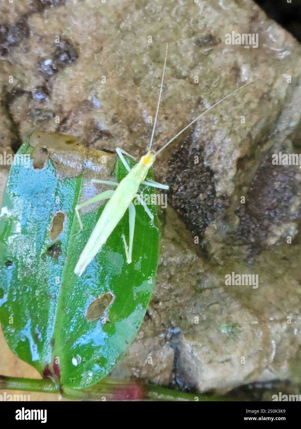 Common Tree Crickets (Oecanthus Stock Photo - Alamy