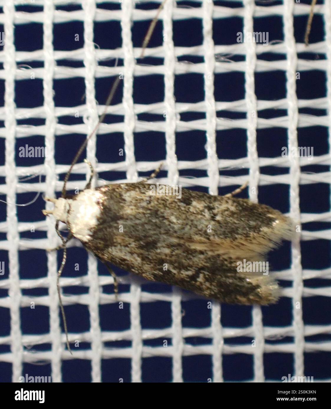 White-shouldered House Moth (Endrosis sarcitrella Stock Photo - Alamy