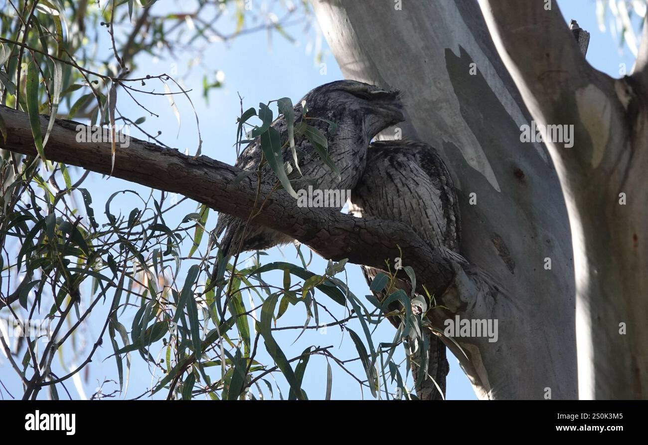 Tawny Frogmouth (Podargus strigoides Stock Photo - Alamy