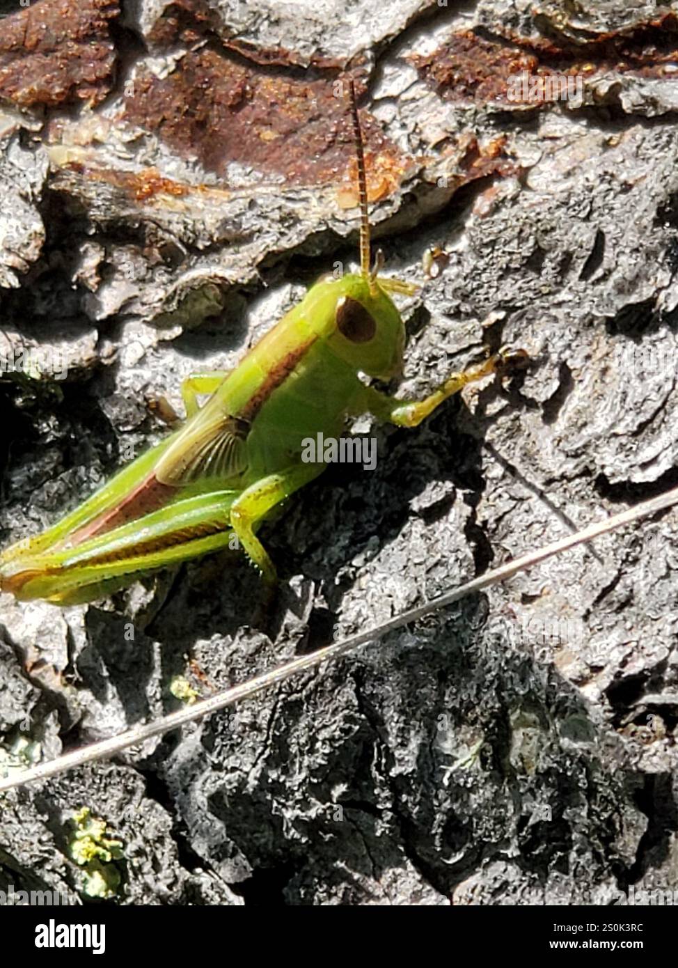 Spur-throated Grasshoppers (Melanoplinae Stock Photo - Alamy