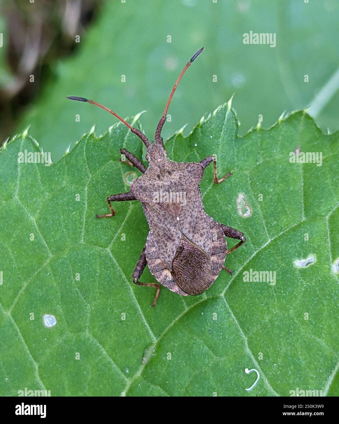 Dock Bug (Coreus marginatus Stock Photo - Alamy