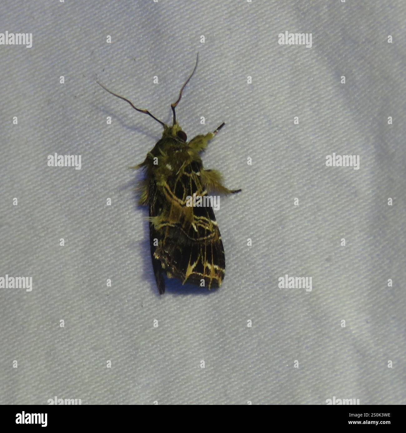 Fern Moths (Callopistria Stock Photo - Alamy