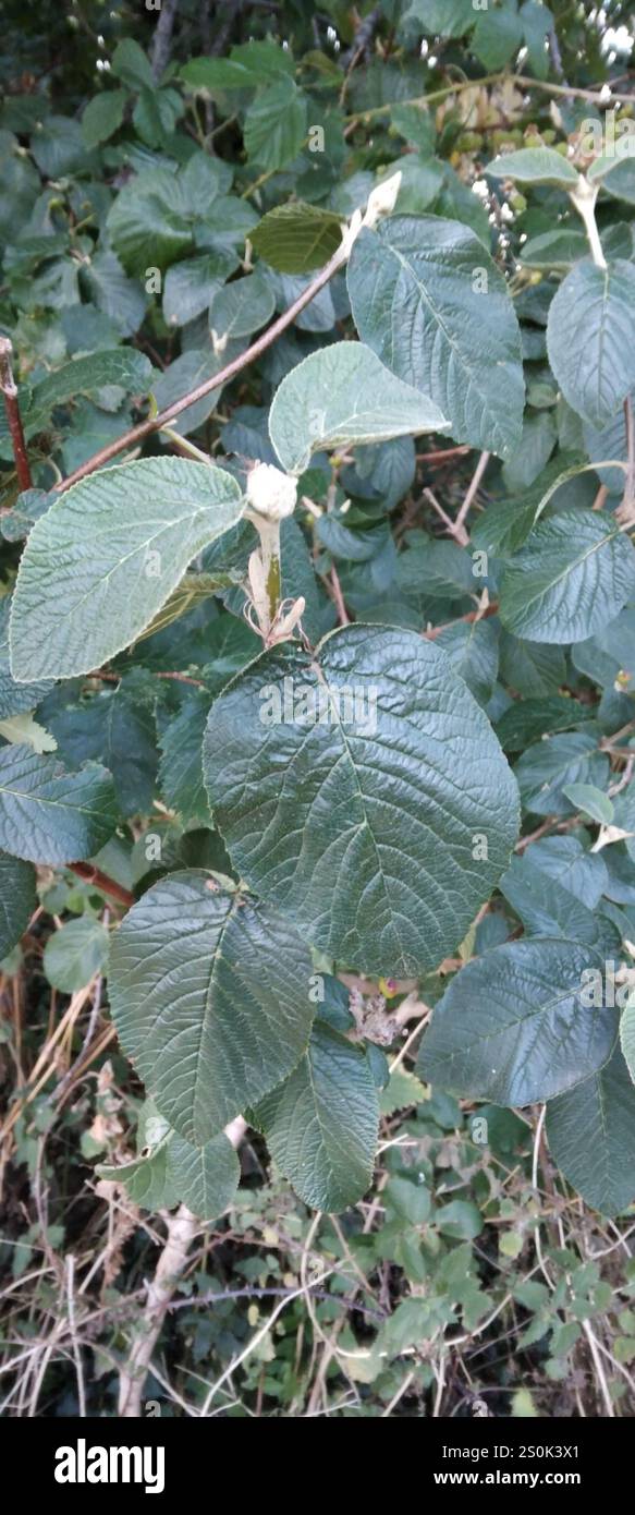 Wayfaring-tree (Viburnum lantana Stock Photo - Alamy