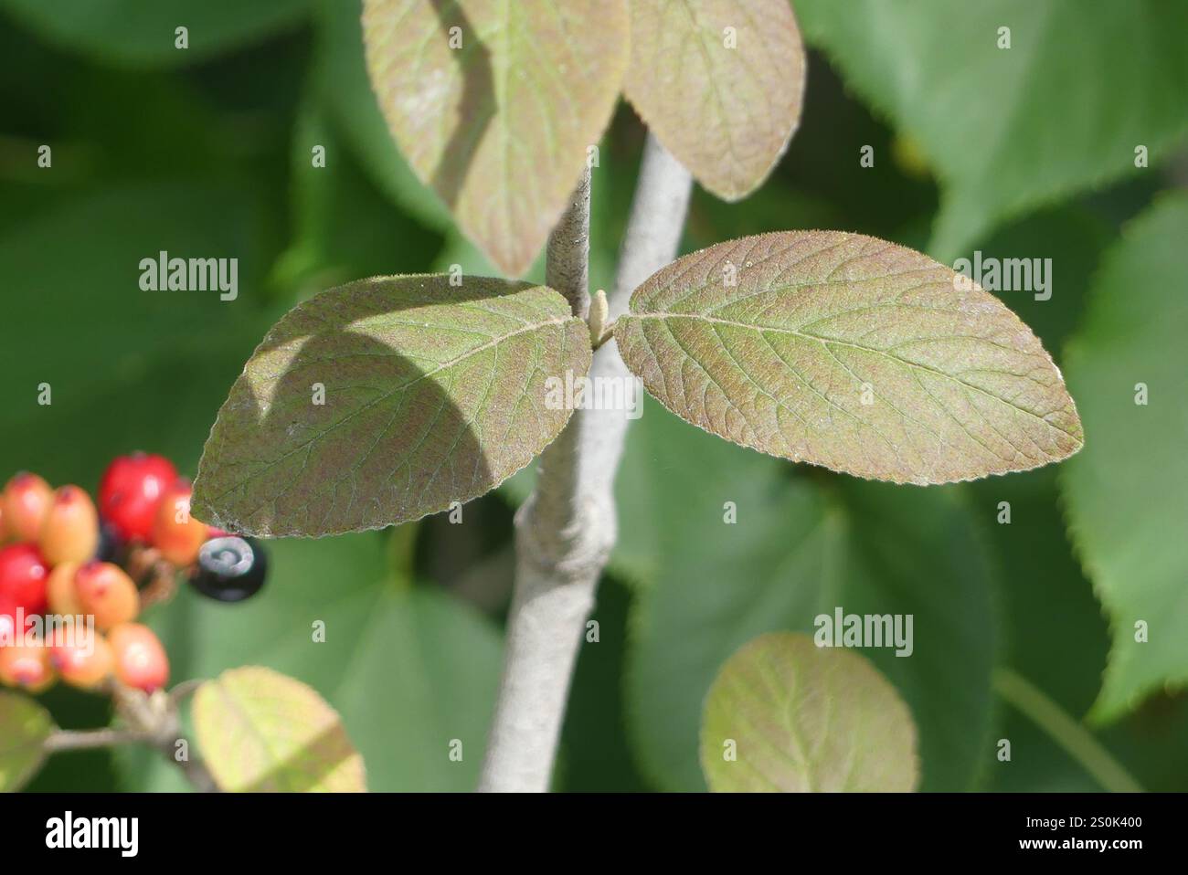Wayfaring-tree (Viburnum lantana Stock Photo - Alamy