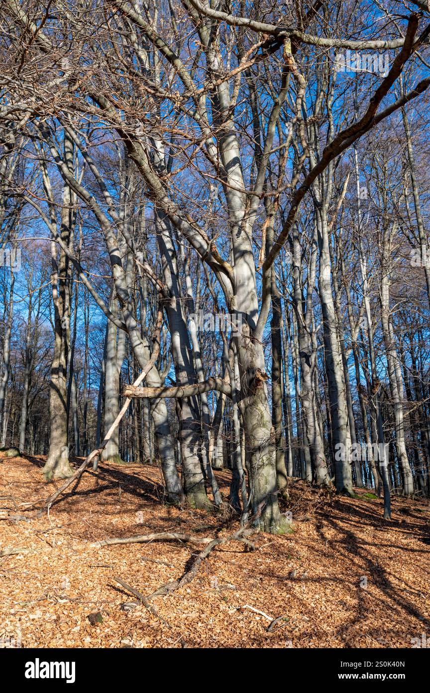 Beech forest without leaves in winter time. Beech trees trunks Stock ...