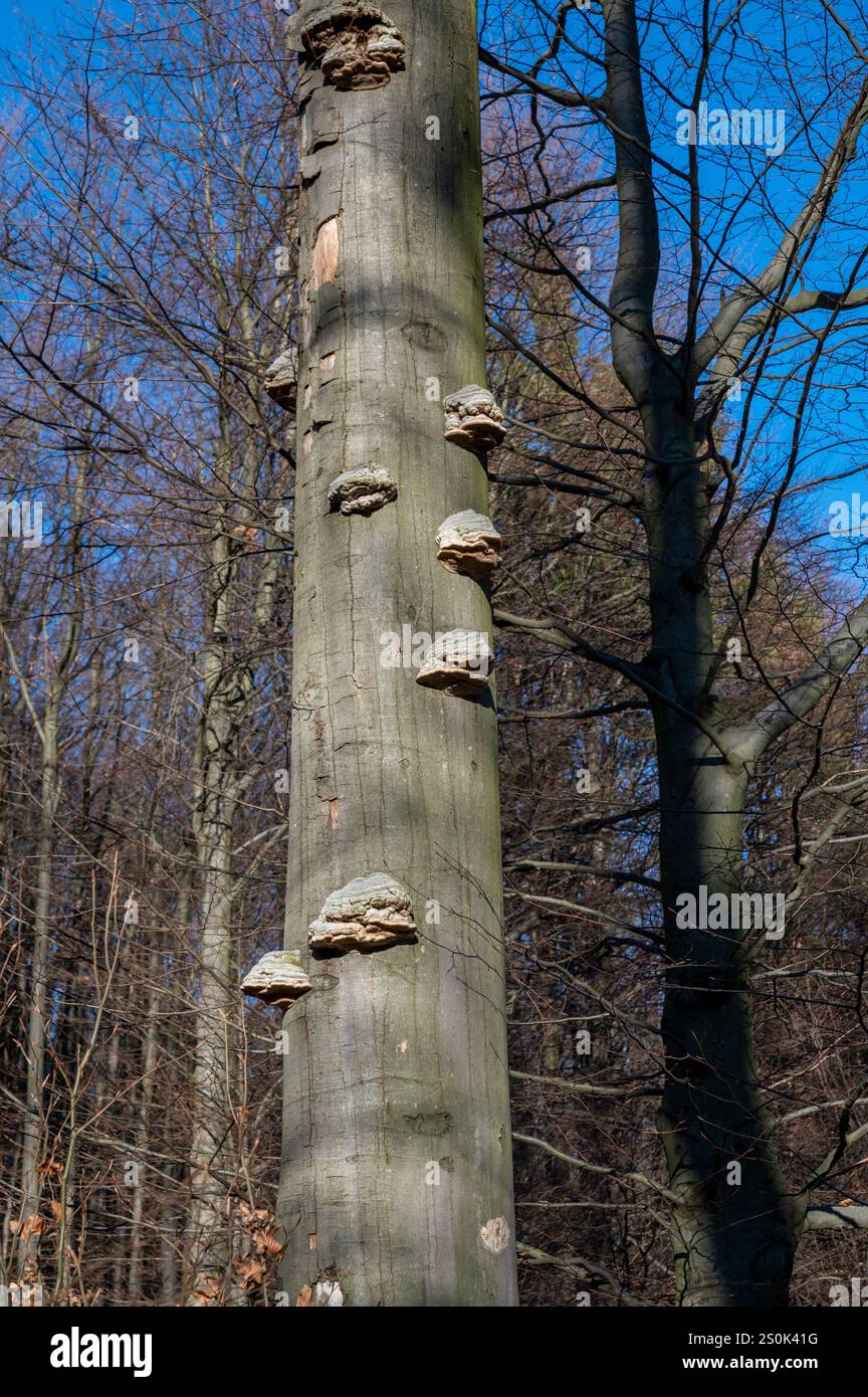 Beech Tree Trunk With Parasitic Tree Fungi or Medicinal Mushrooms Stock ...