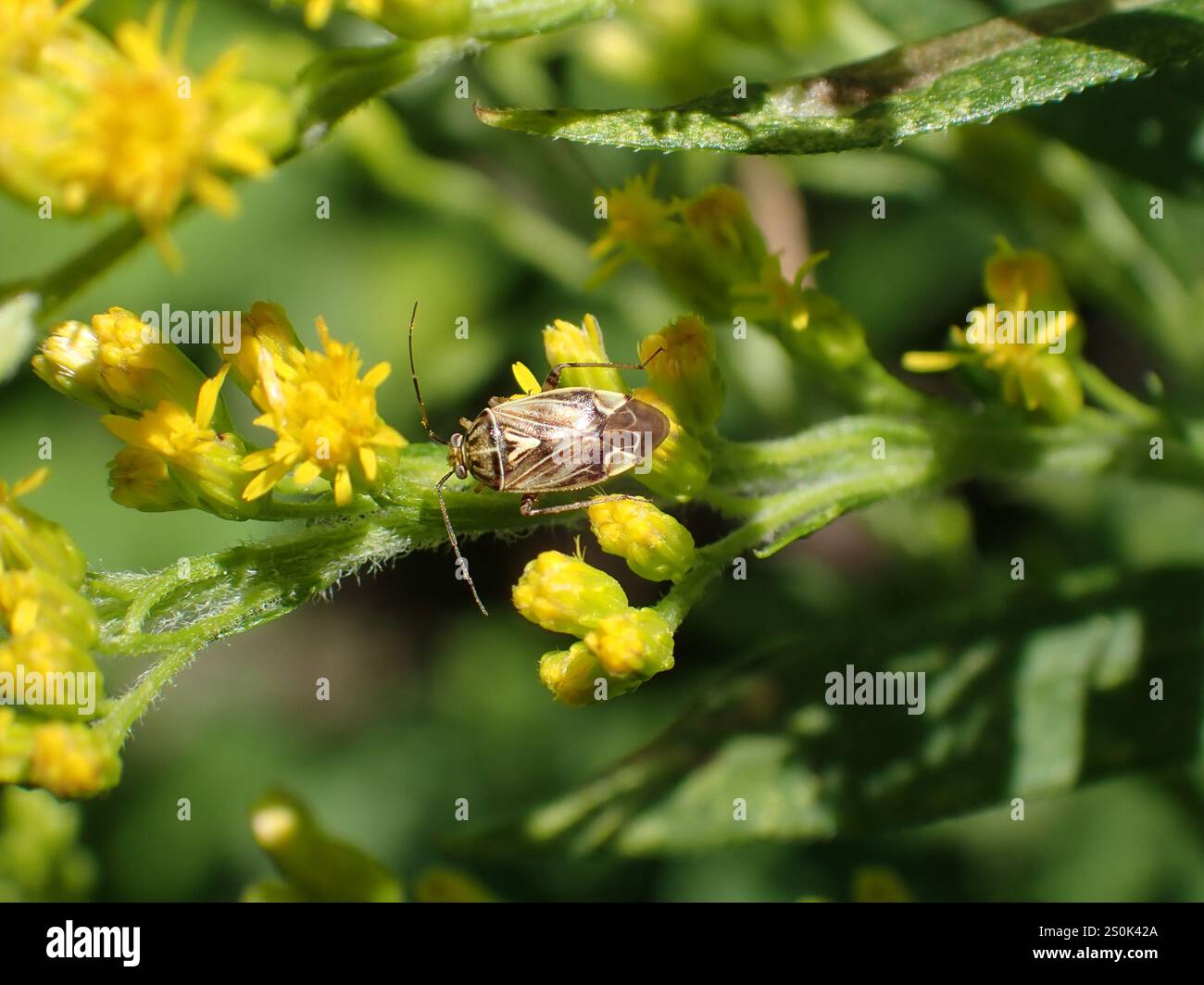 North American Tarnished Plant Bug (Lygus lineolaris Stock Photo - Alamy
