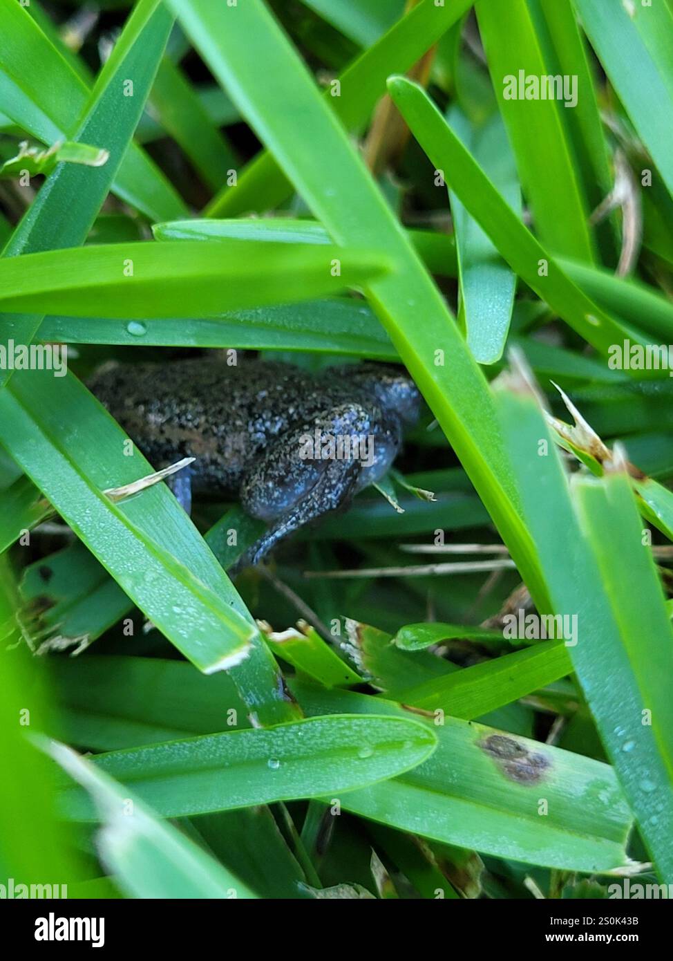 Eastern Narrow-mouthed Toad (Gastrophryne carolinensis Stock Photo - Alamy