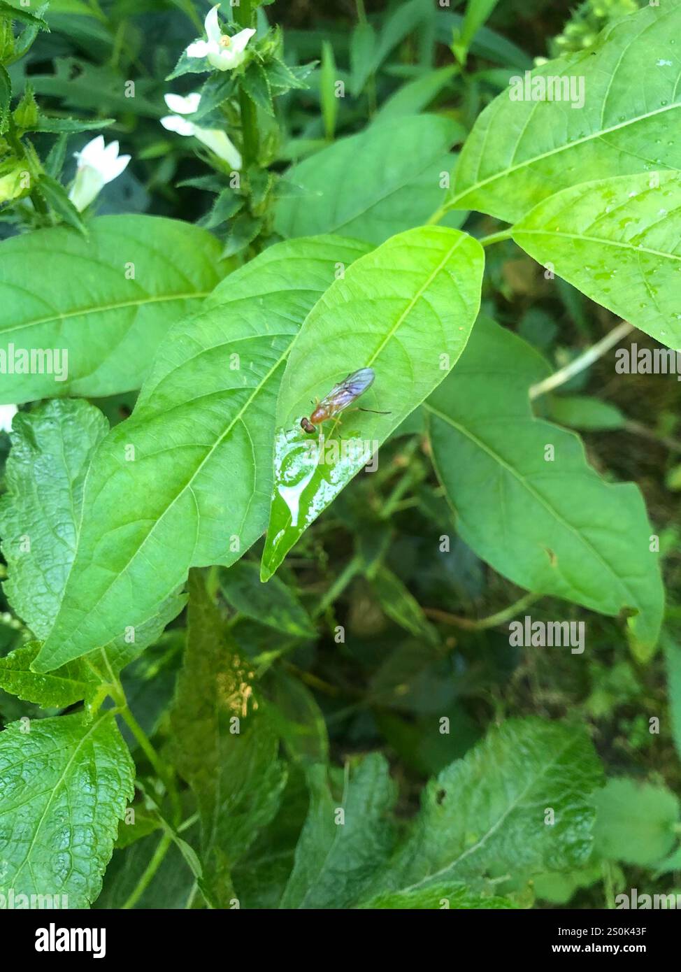 Compost Fly (Ptecticus trivittatus Stock Photo - Alamy