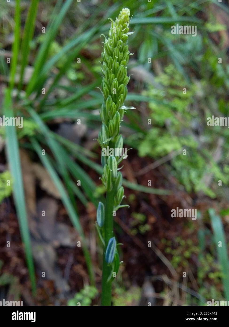 blue grass lily (Caesia calliantha Stock Photo - Alamy
