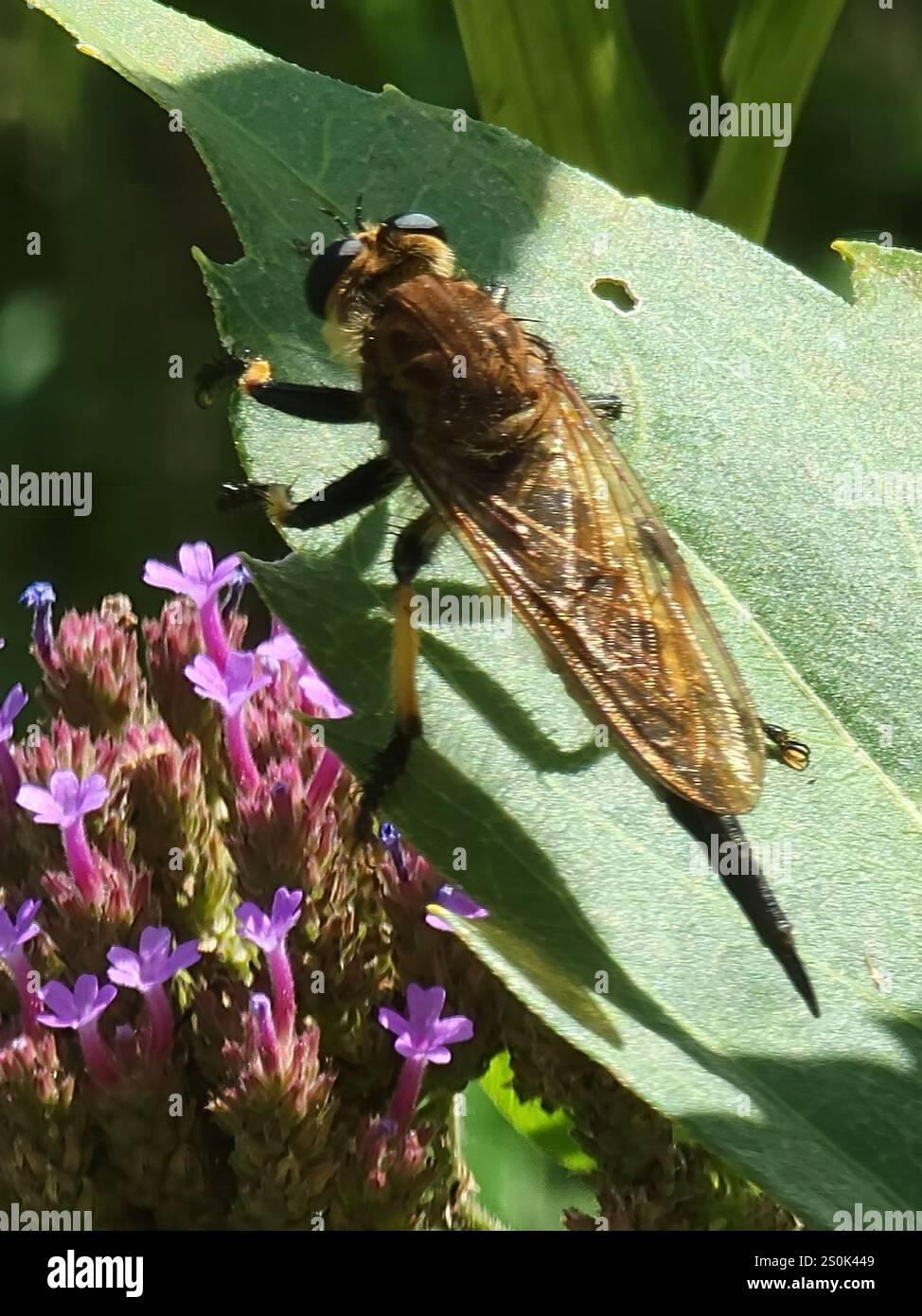 Red-footed Cannibal Fly (Promachus rufipes Stock Photo - Alamy