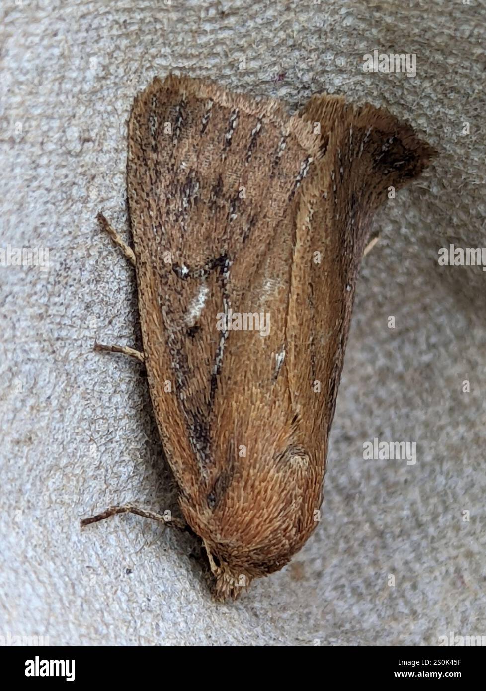 Twin-spotted Wainscot (Lenisa geminipuncta Stock Photo - Alamy