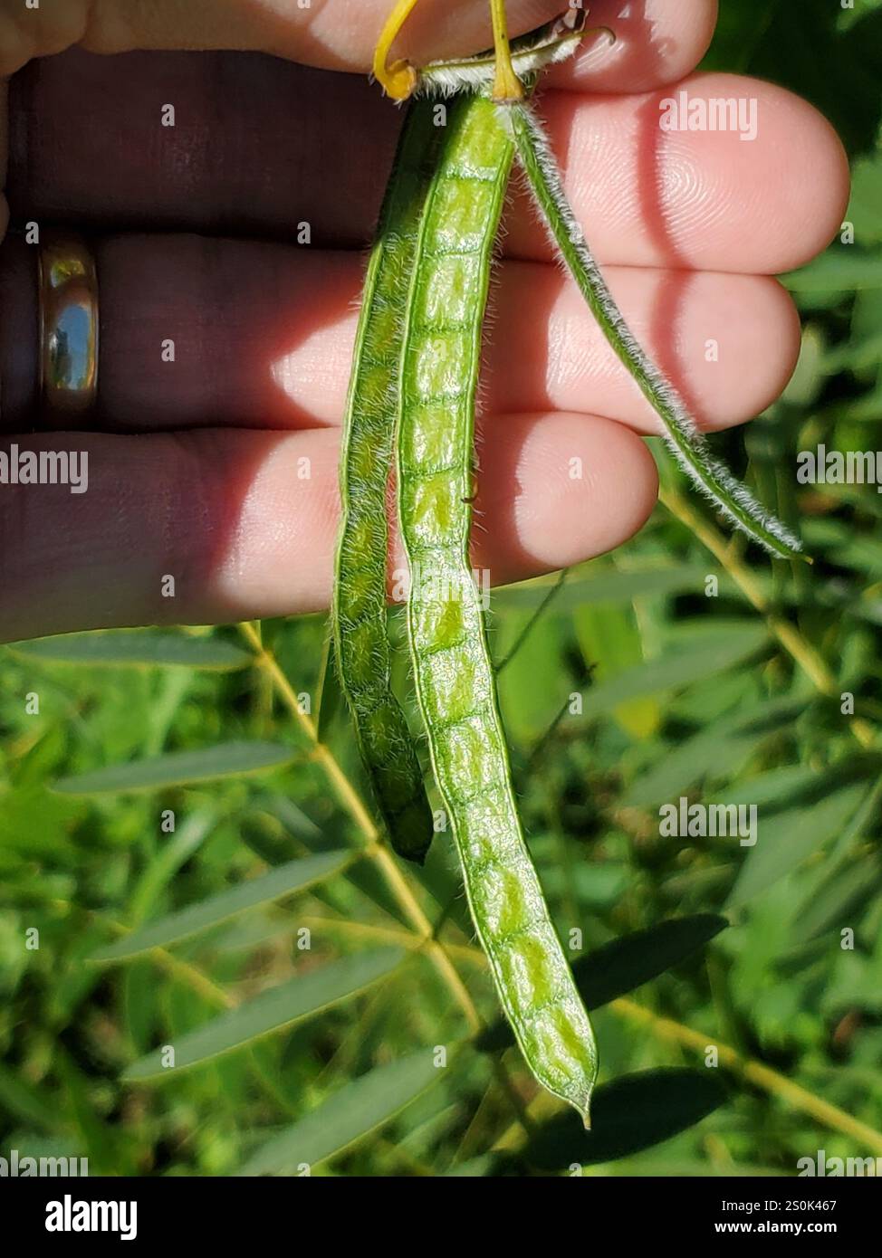 American senna (Senna hebecarpa Stock Photo - Alamy