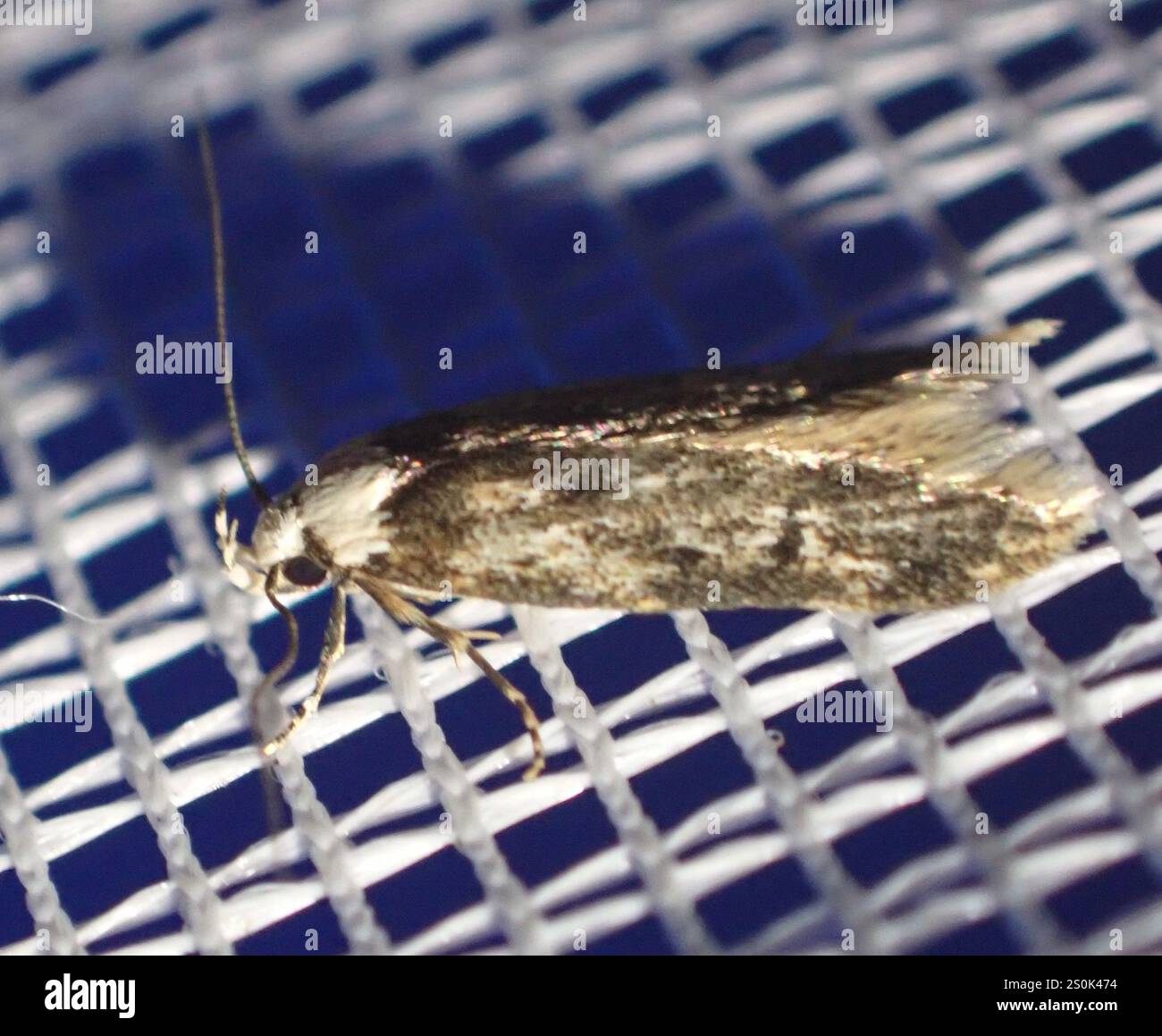 White-shouldered House Moth (Endrosis sarcitrella Stock Photo - Alamy