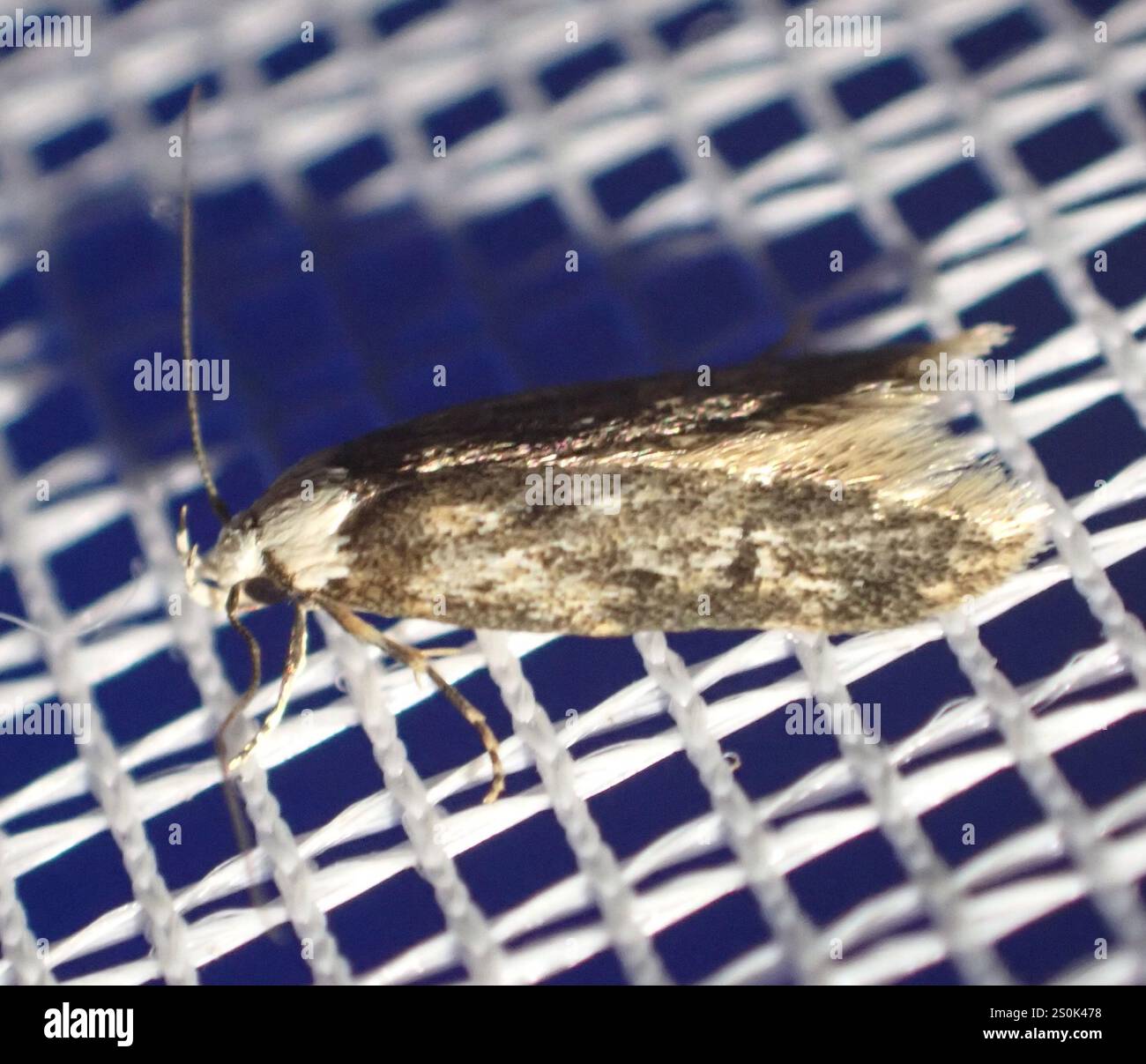 White-shouldered House Moth (Endrosis sarcitrella Stock Photo - Alamy