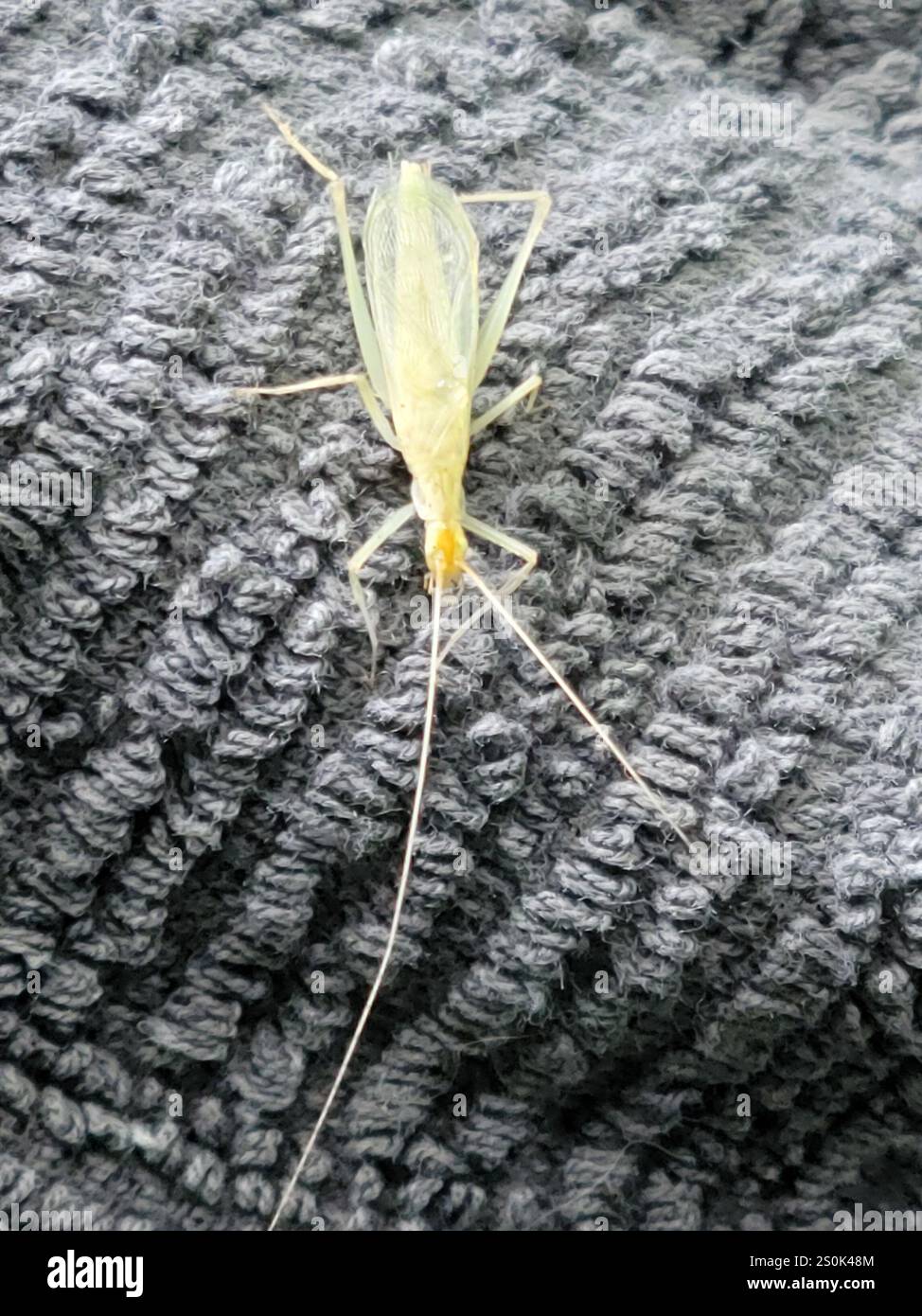 Common Tree Crickets (Oecanthus Stock Photo - Alamy