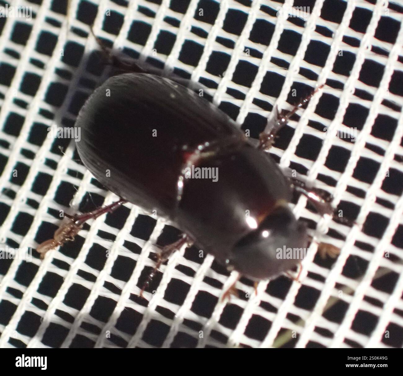 Night-flying Dung Beetle (Acrossus rufipes Stock Photo - Alamy