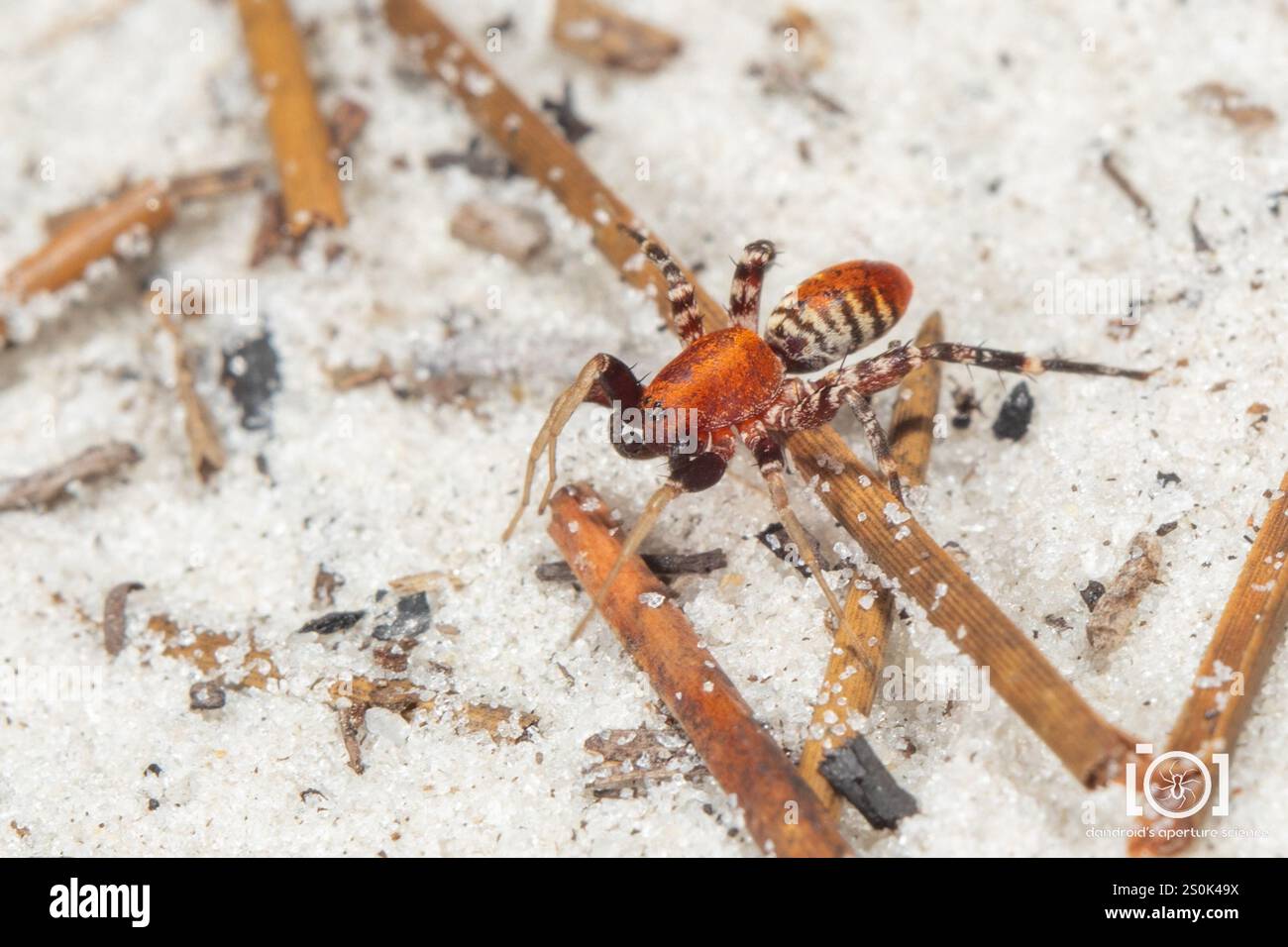 Orange Ant-mimic Sac Spider (Castianeira amoena Stock Photo - Alamy