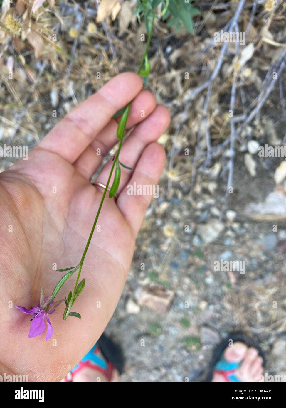 diamond clarkia (Clarkia rhomboidea Stock Photo - Alamy