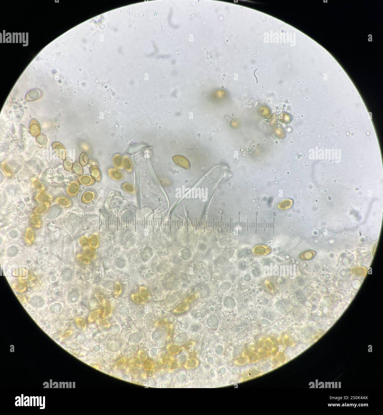 Fiber Caps (Inocybe Stock Photo - Alamy