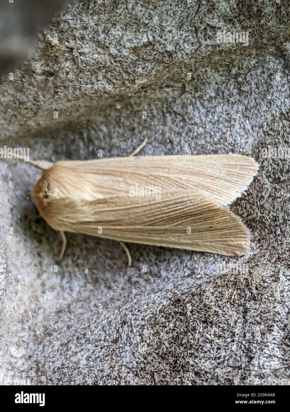 Common Wainscot (Mythimna pallens Stock Photo - Alamy