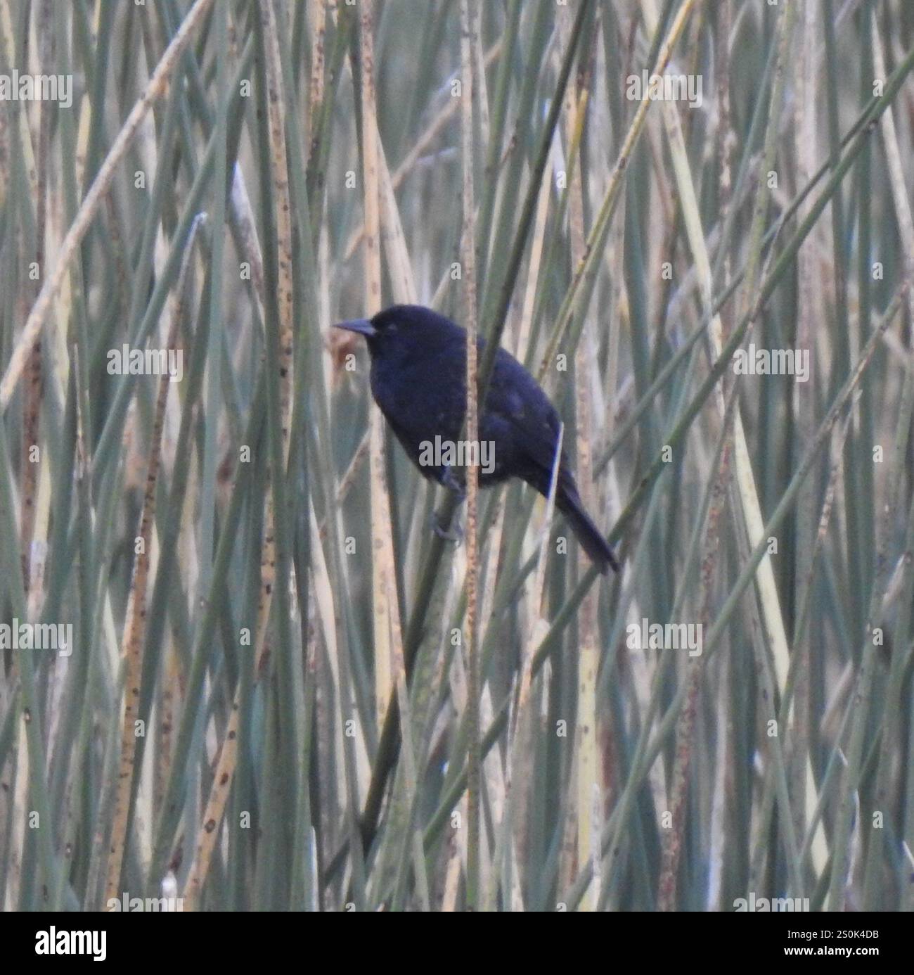 Yellow-winged Blackbird (Agelasticus thilius Stock Photo - Alamy