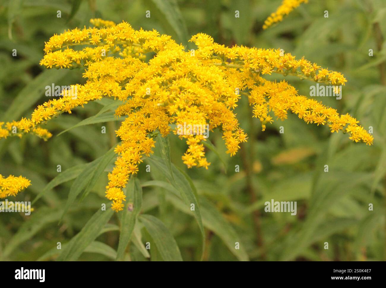 early goldenrod (Solidago juncea Stock Photo - Alamy