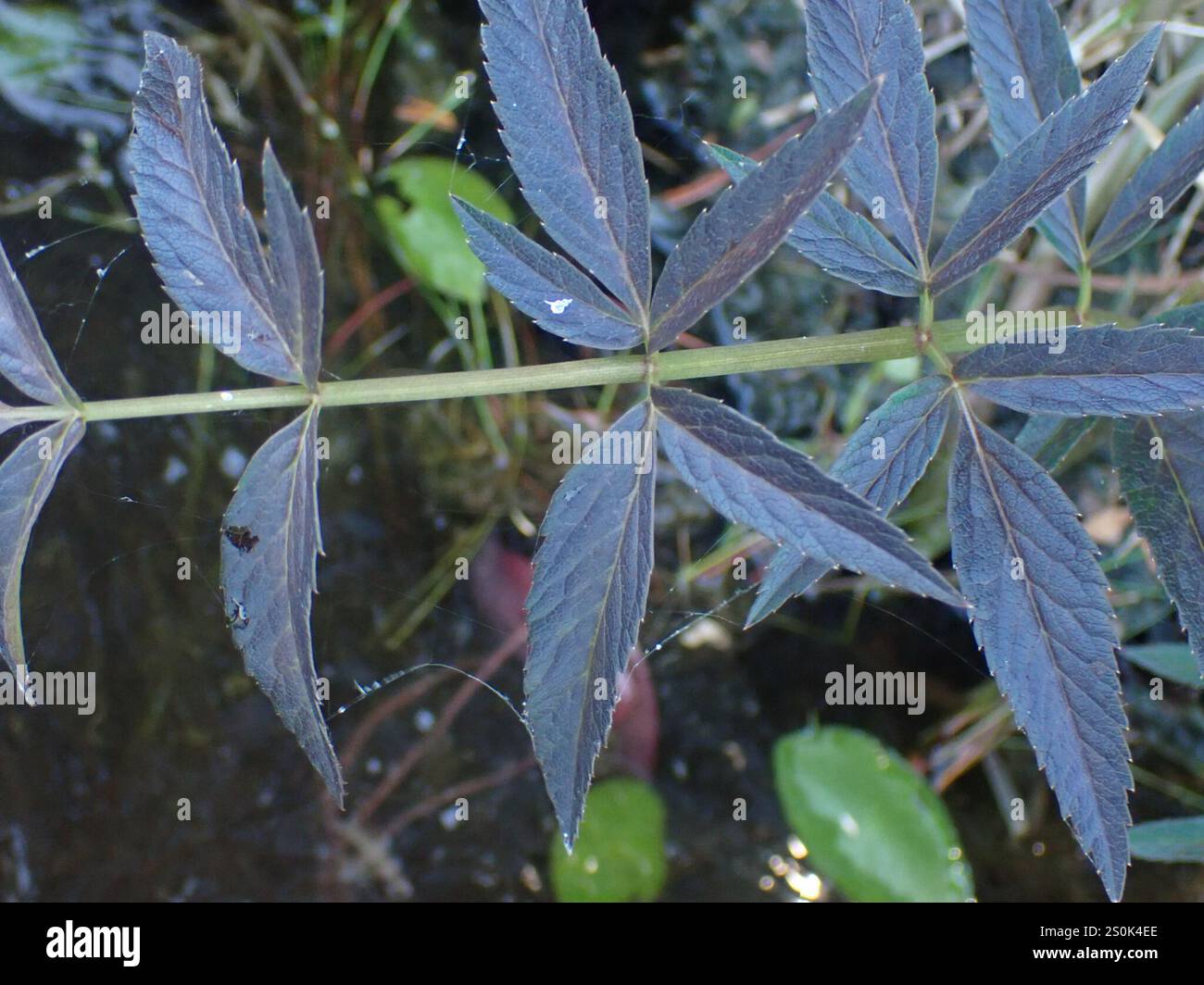 Western Water Hemlock (Cicuta douglasii Stock Photo - Alamy