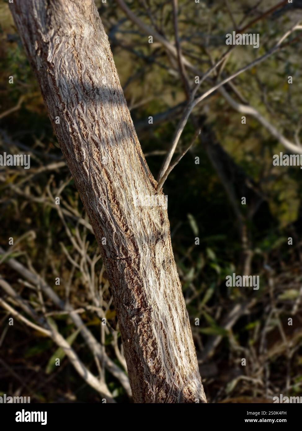 silver terminalia (Terminalia sericea Stock Photo - Alamy