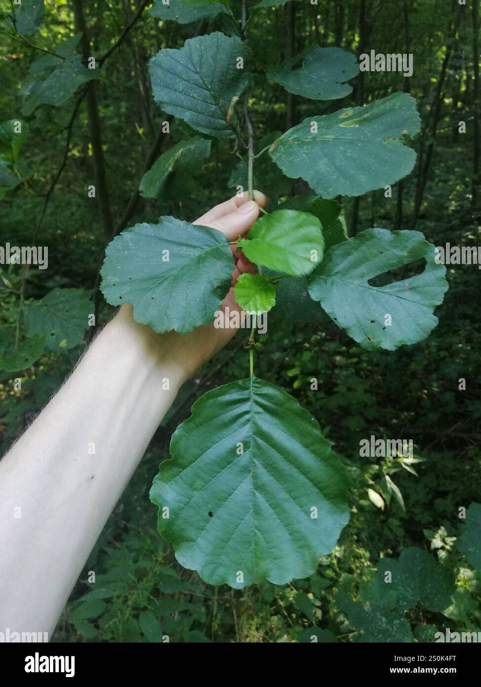common alder (Alnus glutinosa Stock Photo - Alamy