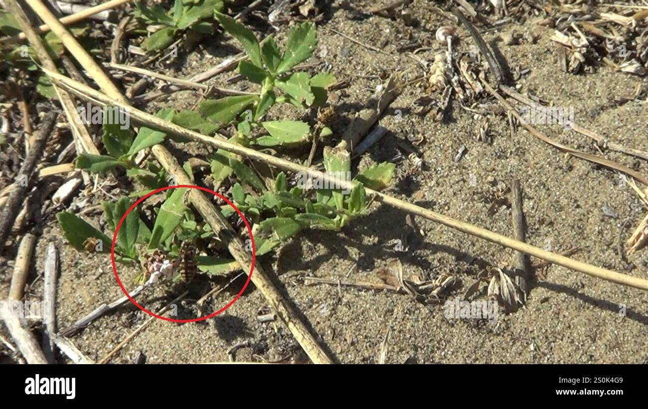 Black-thighed Cellophane-cuckoo Bee (Epeolus variegatus Stock Photo - Alamy