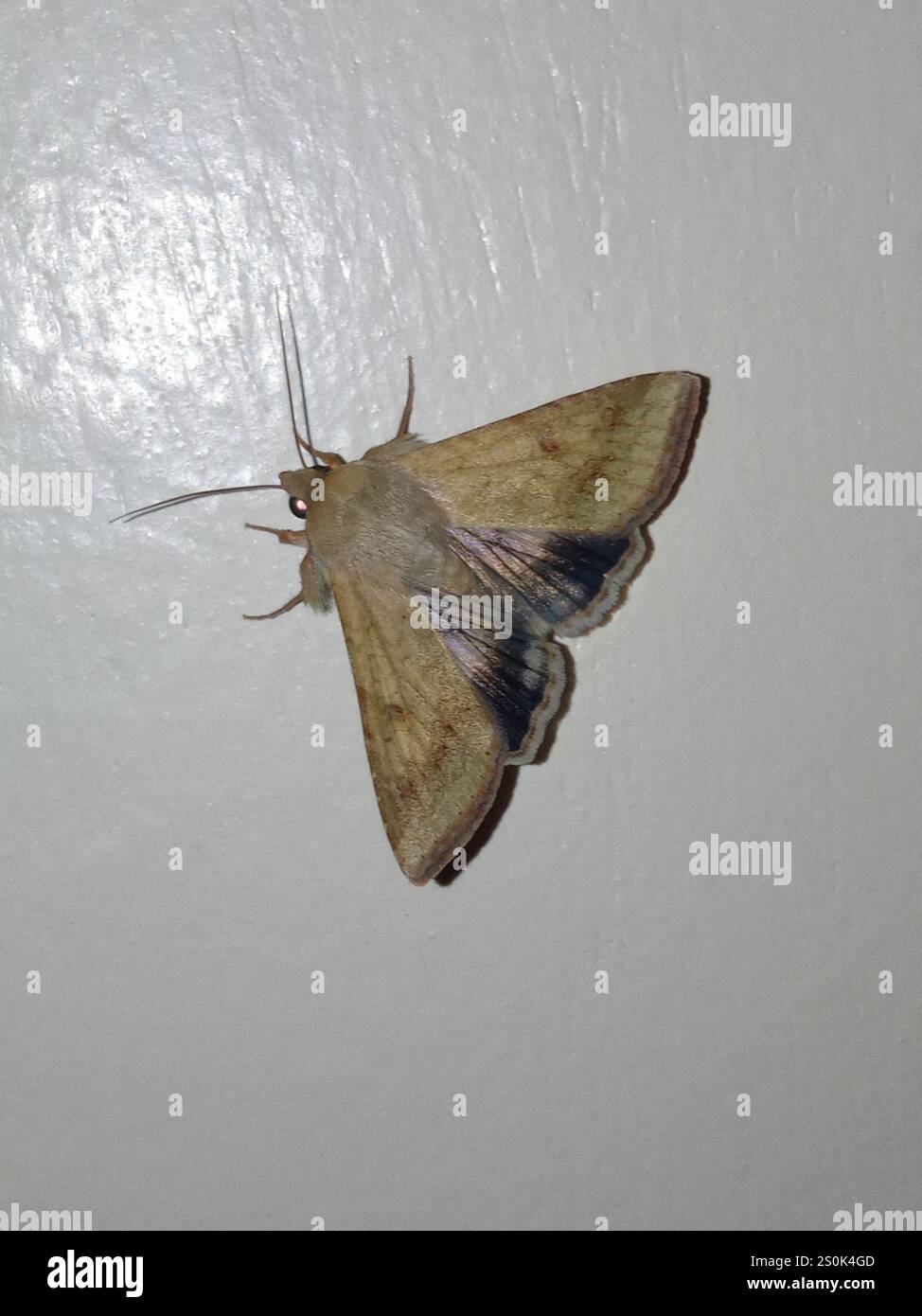 Cotton Bollworm Moth (Helicoverpa armigera Stock Photo - Alamy