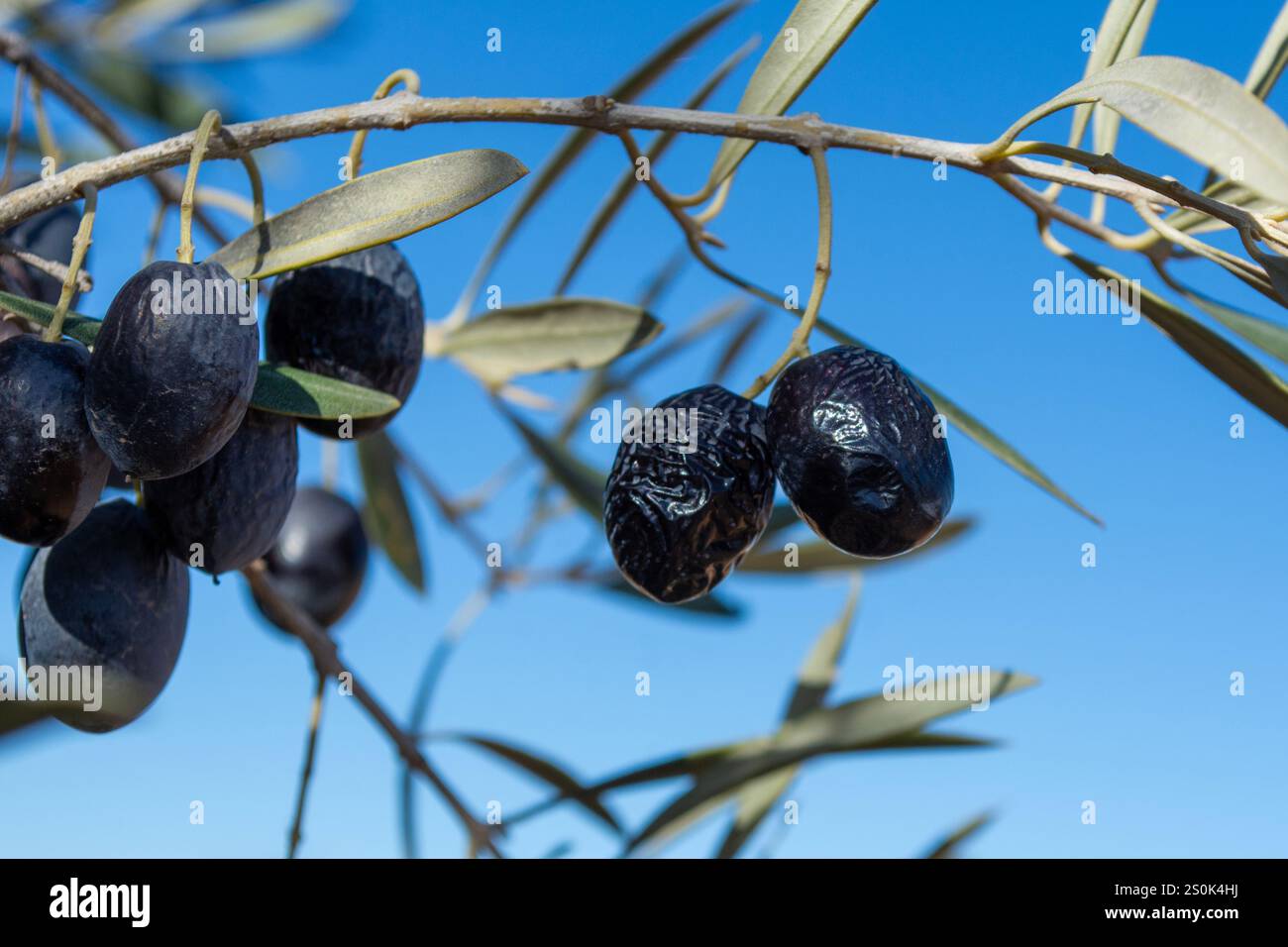 Ripe picual olives on the olive tree in Spanish olive grove before ...