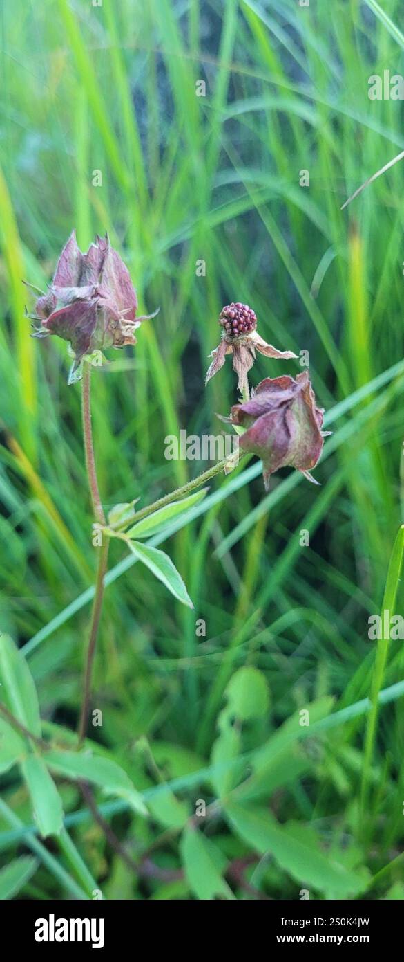 marsh cinquefoil (Comarum palustre Stock Photo - Alamy