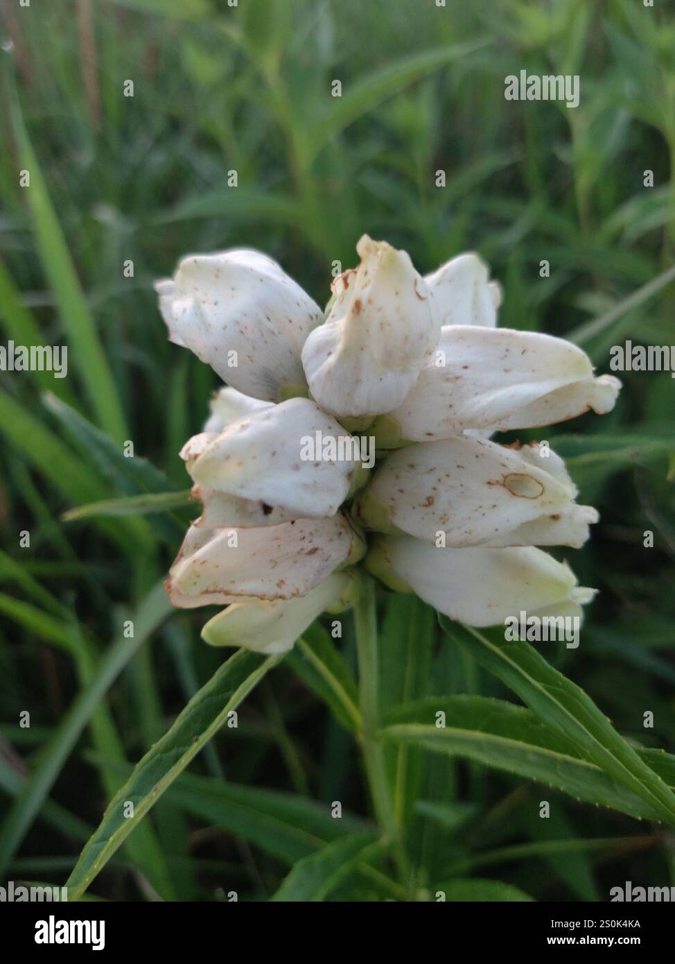 white turtlehead (Chelone glabra Stock Photo - Alamy