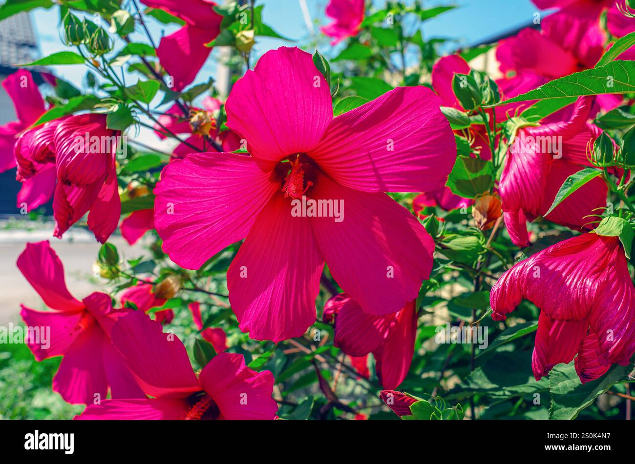 Bright pink flower of hibiscus moscheutos next to wilted flowers ...