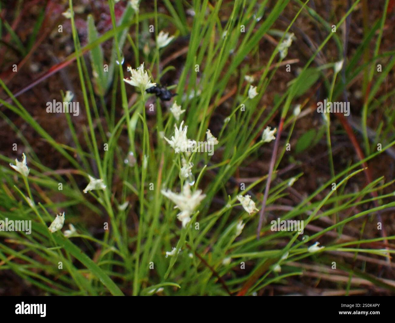 white beak-sedge (Rhynchospora alba Stock Photo - Alamy