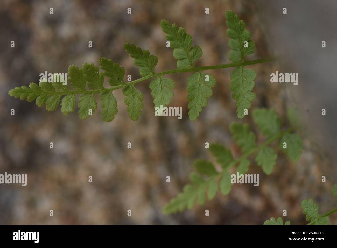 brittle bladderfern (Cystopteris fragilis Stock Photo - Alamy