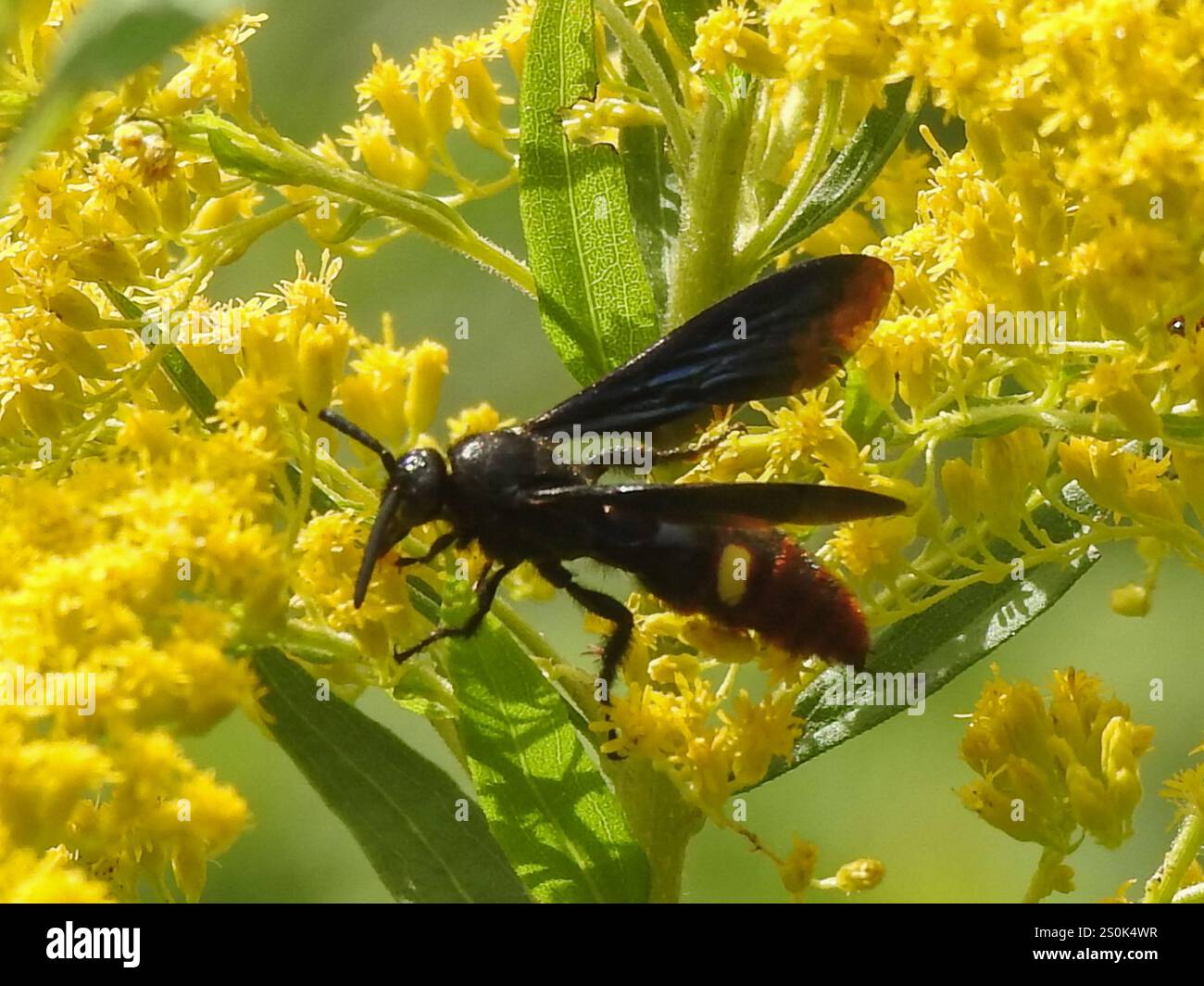 Blue-winged Scoliid Wasp (Scolia dubia Stock Photo - Alamy