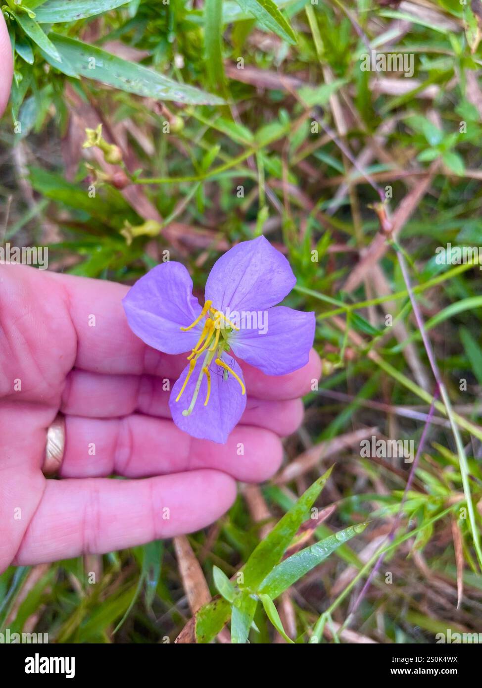 Maid Marian (Rhexia nashii Stock Photo - Alamy