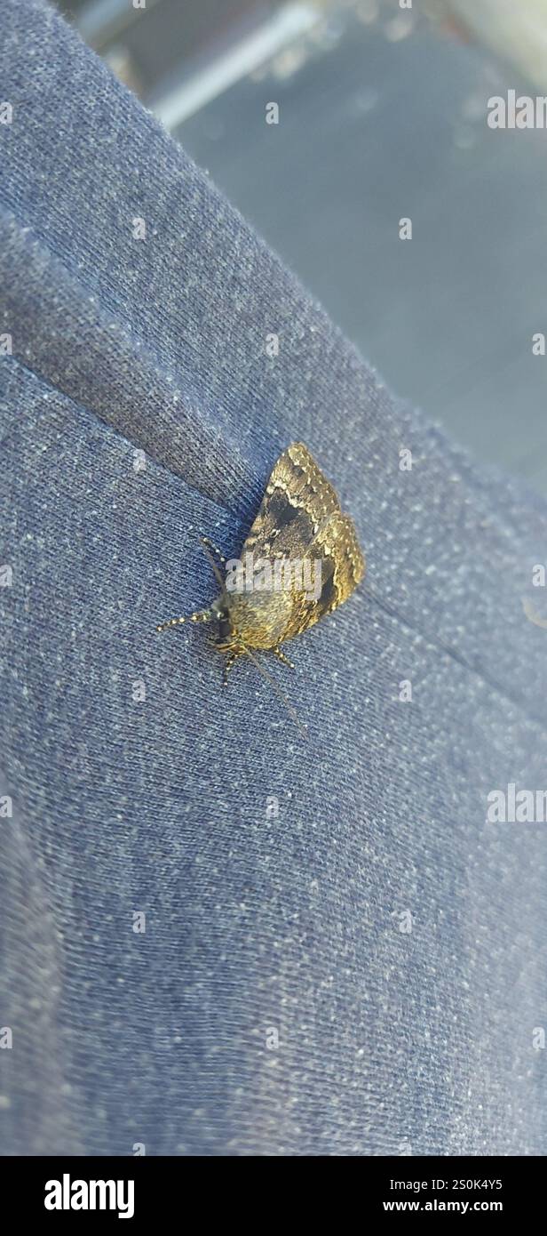 Eurasian Copper Underwing Complex (Amphipyra pyramidea Stock Photo - Alamy