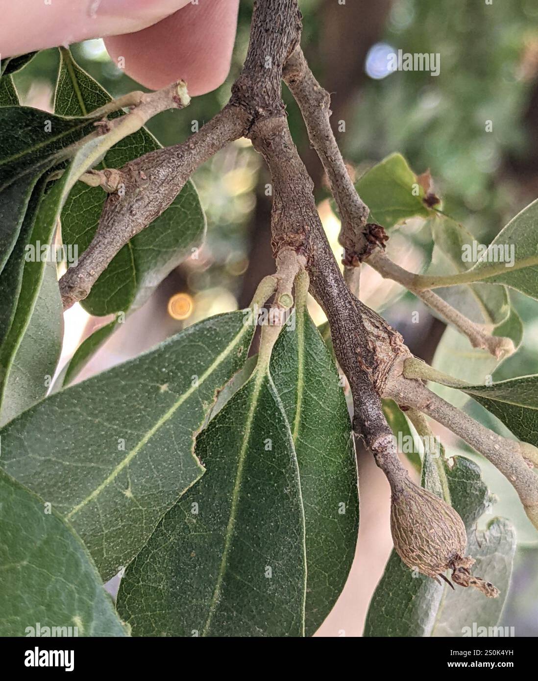 Southern Live Oak Stem Gall Wasp (Callirhytis quercusbatatoides Stock ...