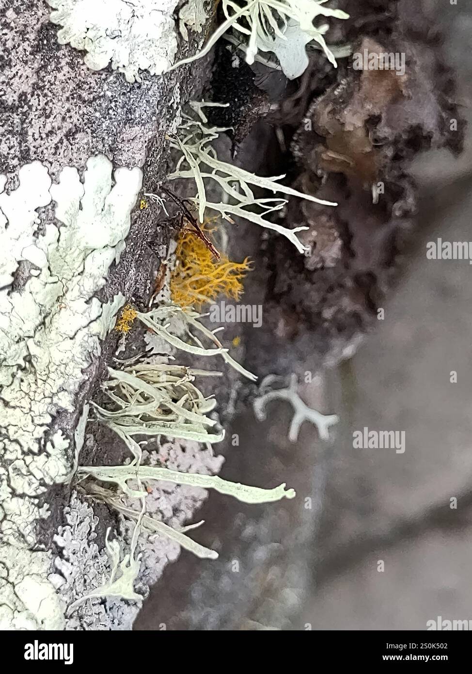 cartilage lichen (Ramalina celastri Stock Photo - Alamy
