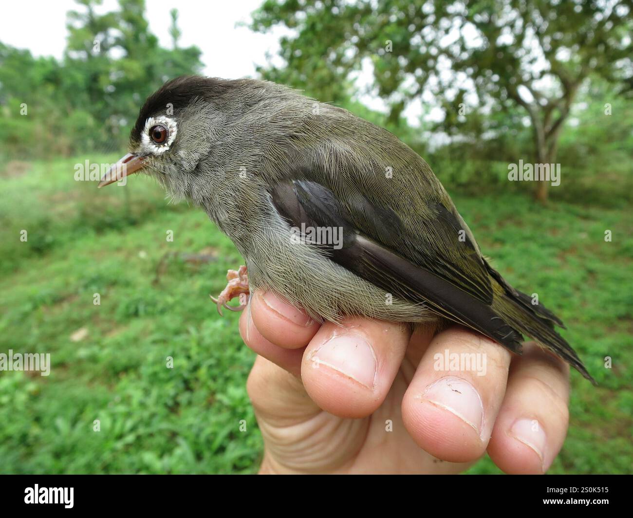 Black-capped Speirops (Zosterops lugubris Stock Photo - Alamy