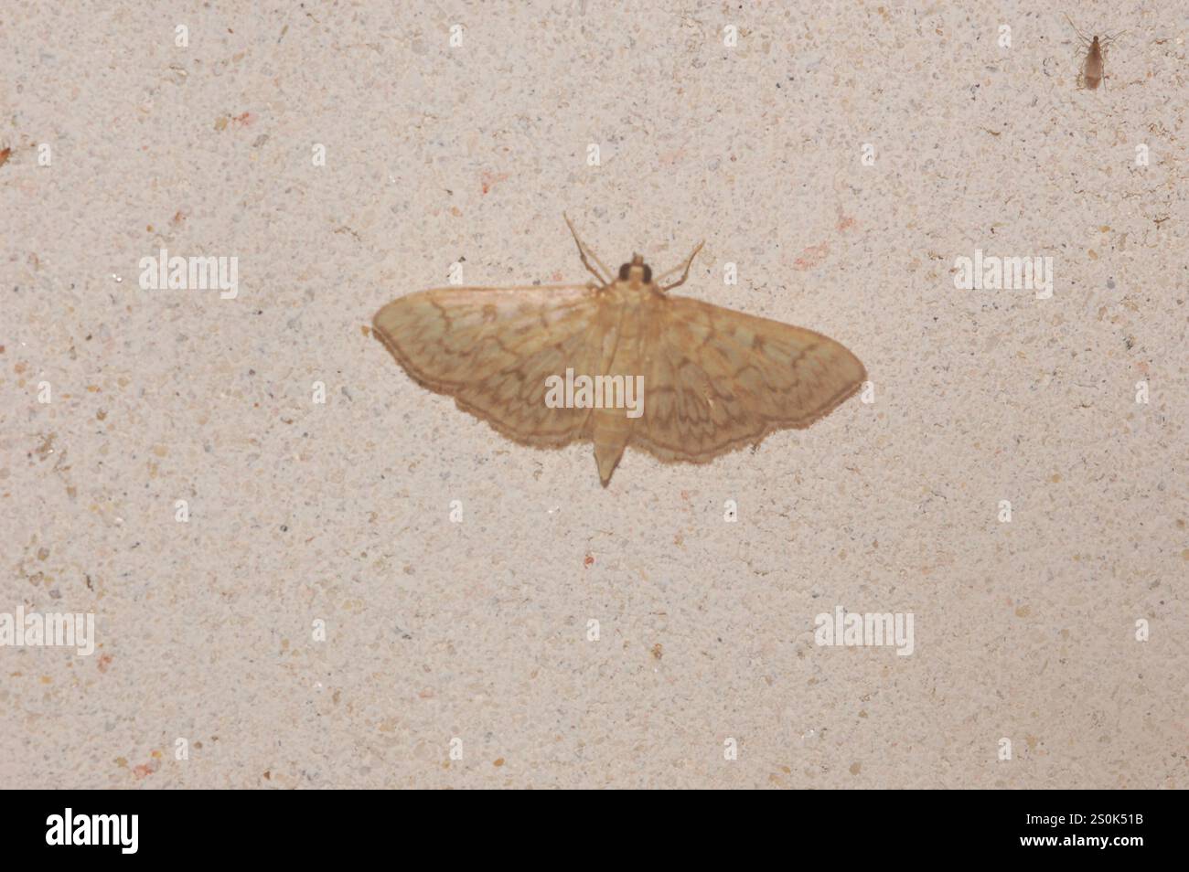 Pearl Moths (Spilomelinae Stock Photo - Alamy