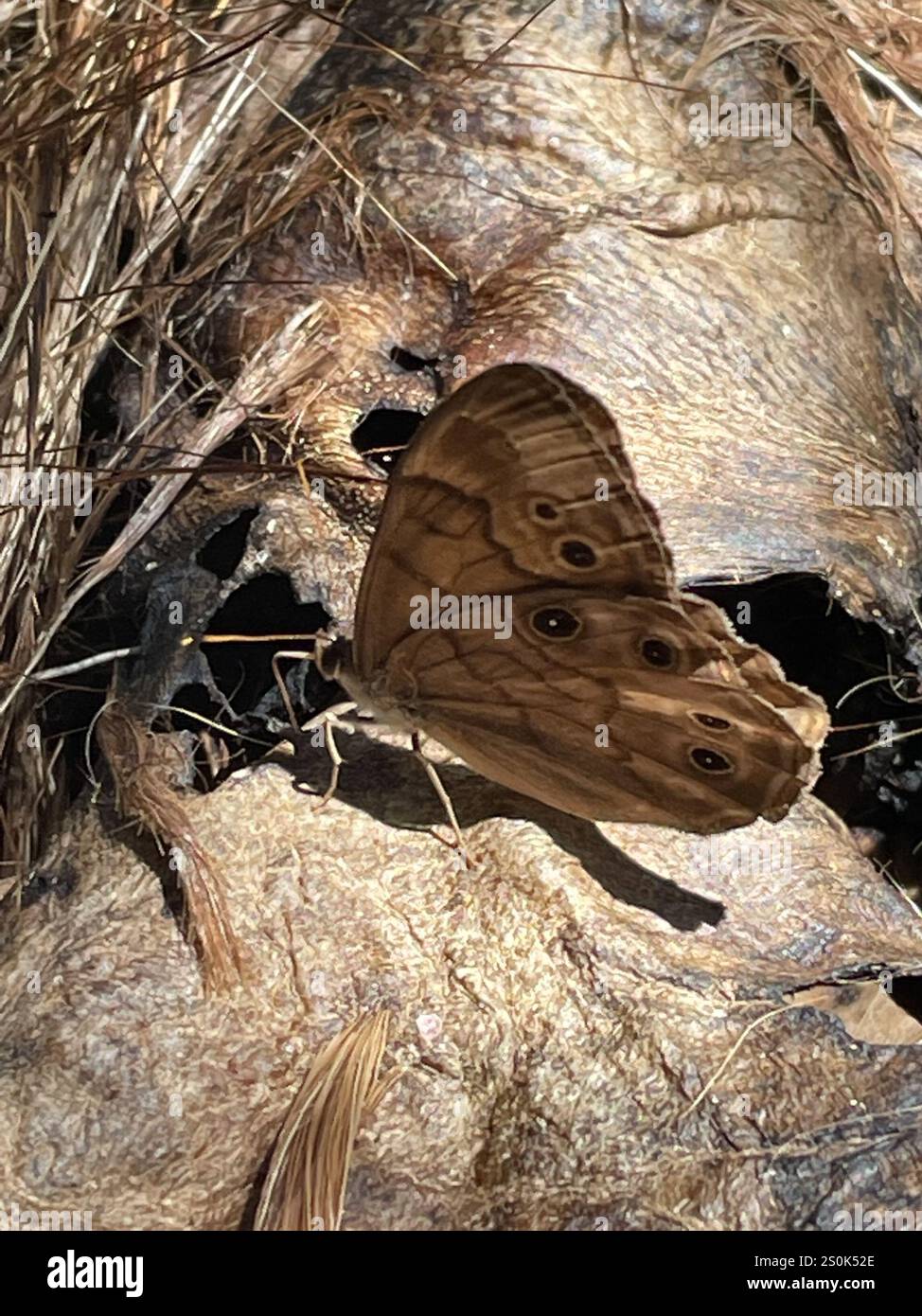 Northern Pearly-eye (Lethe anthedon Stock Photo - Alamy